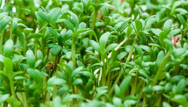 Crescione: proprietà benefiche e usi in cucina | Greenissimo