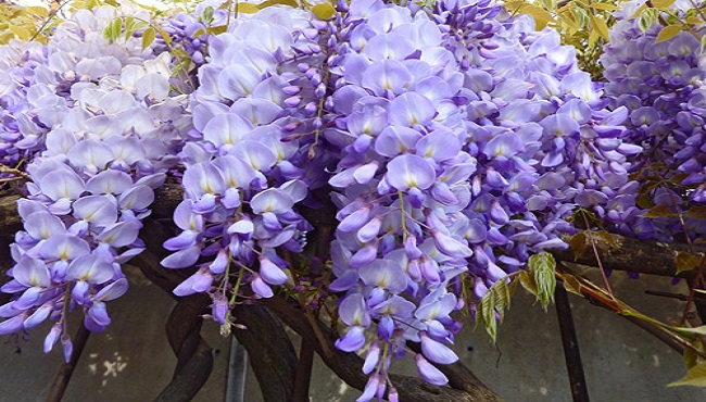 Glicine: tutte le proprietà della pianta e consigli di coltivazione ...