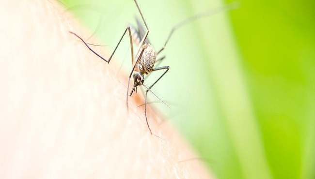 Come eliminare i pappataci? Rimedi naturali per risolvere il problema ...