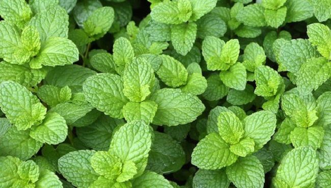 Menta: proprietà e benefici della pianta aromatica | Greenissimo