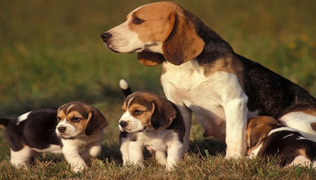 Beagle: carattere, addestramento e come acquistarlo | Greenissimo.it