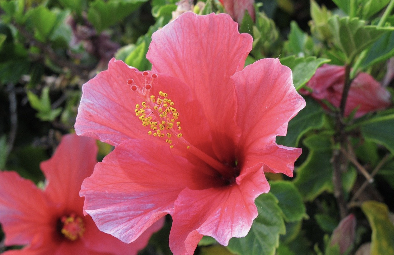 Karkadè: proprietà e benefici del fiore | Greenissimo.it