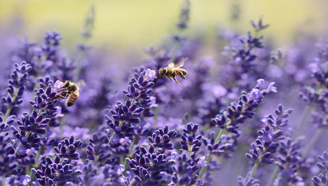 Lavanda: come coltivarla in casa o sul balcone | Greenissimo.it
