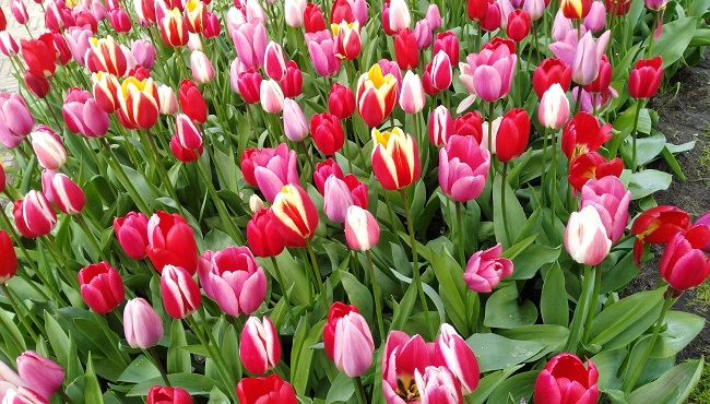 Tulipani: come coltivarli e piantarli. La guida completa per non ...