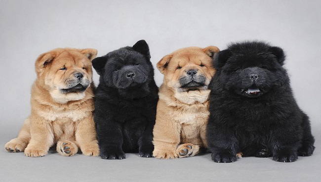 Chow chow: prezzo, caratteristiche e addestramento | Greenissimo