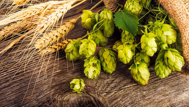 Le proprietà e i benefici del luppolo | Greenissimo.it