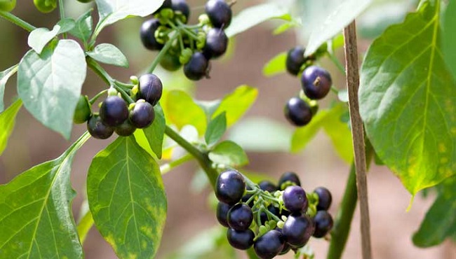 Belladonna: benefici, proprietà e come coltivarla | Greenissimo.it
