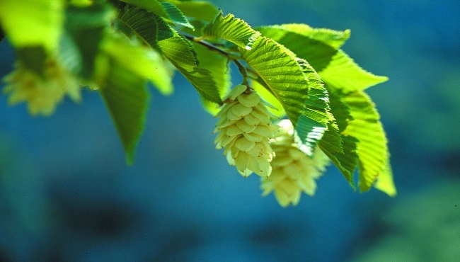 Frassino: frutti, legno e caratteristiche | Greenissimo